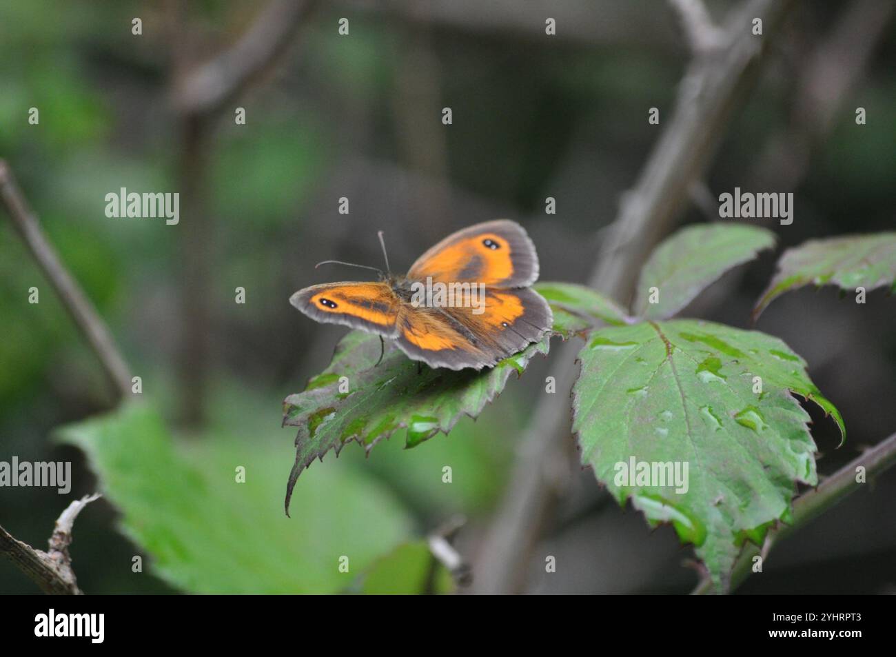 Gatekeeper (Pyronia tithonus Stock Photo - Alamy