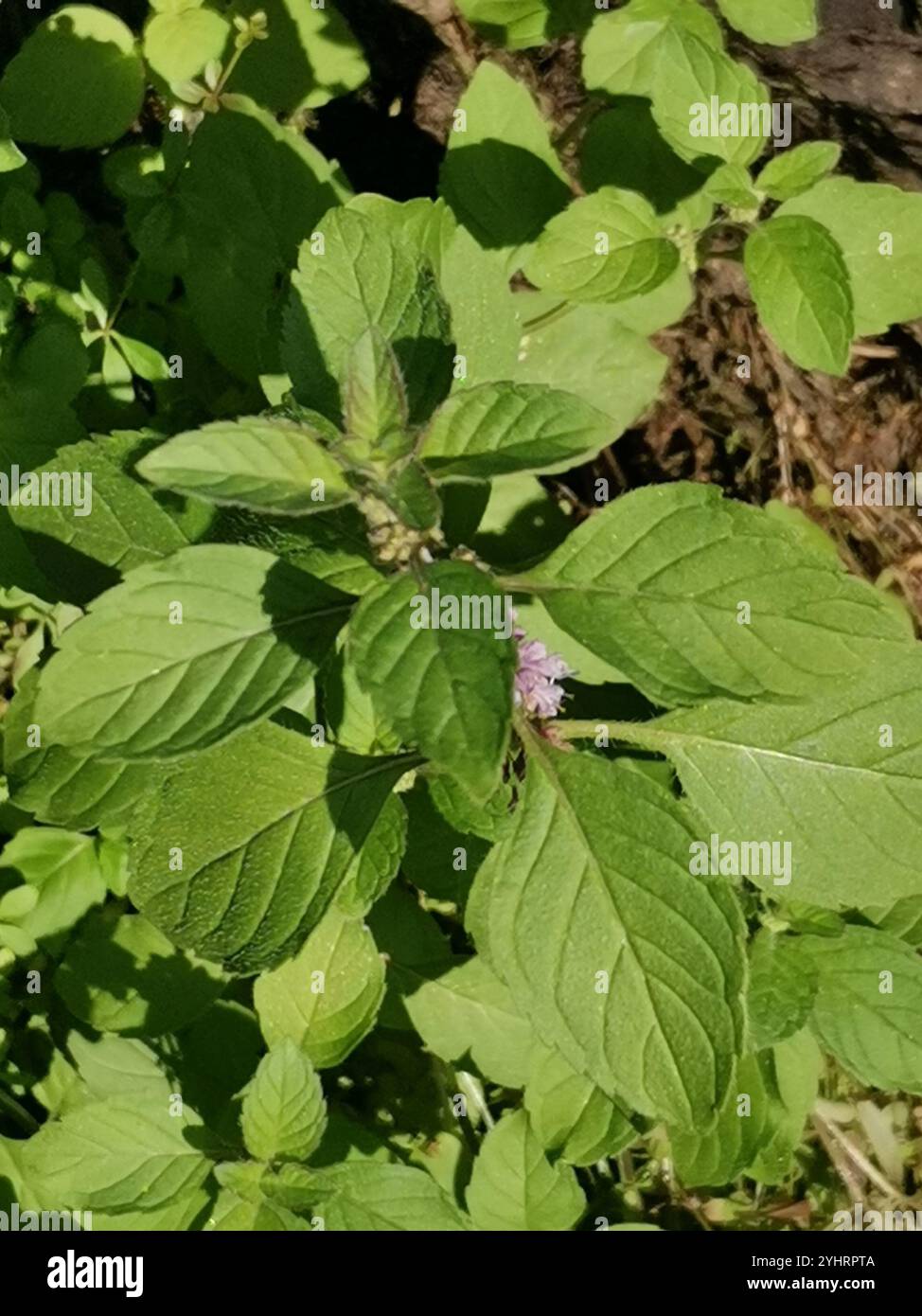 corn mint (Mentha arvensis Stock Photo - Alamy