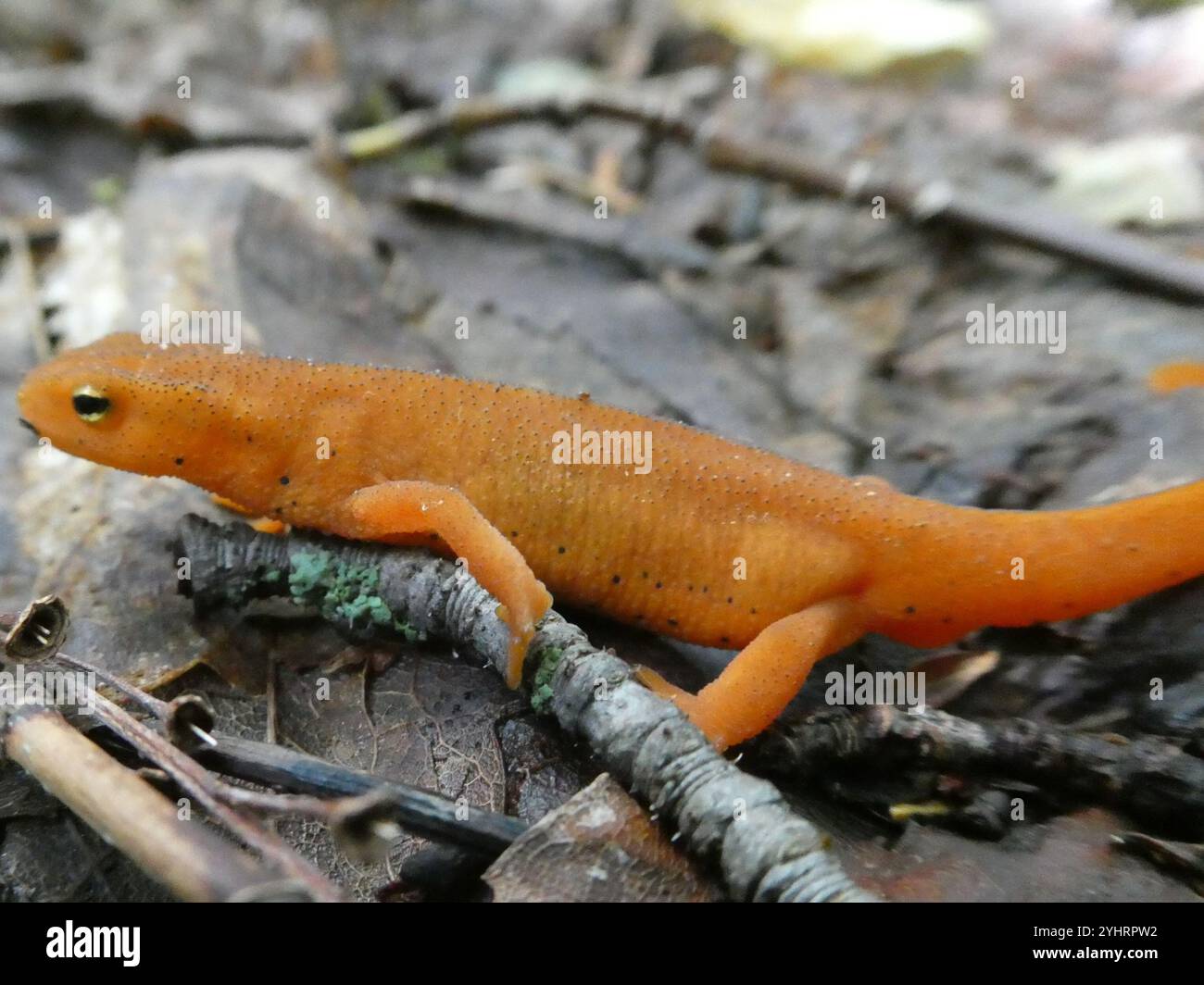 Eastern Newt (Notophthalmus viridescens Stock Photo - Alamy