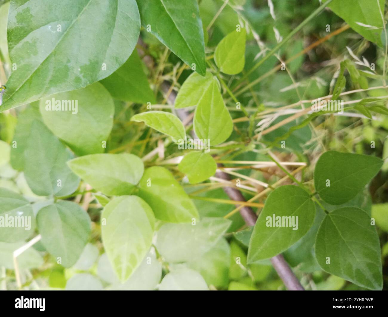 Phaseoleae hi-res stock photography and images - Alamy