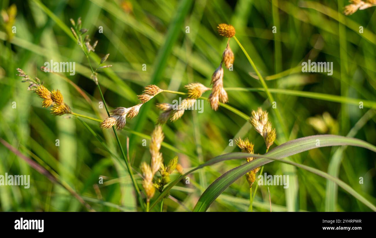 pointed broom sedge (Carex scoparia Stock Photo - Alamy