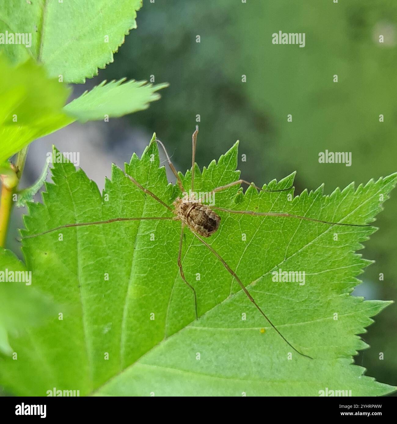 Spring Harvestman (Rilaena triangularis Stock Photo - Alamy