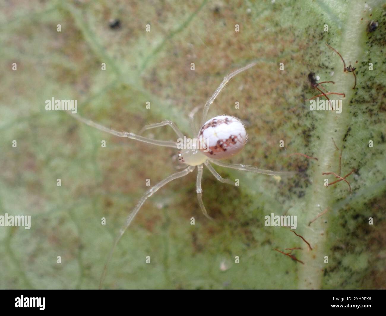 Comb-footed Spiders (Theridiidae Stock Photo - Alamy