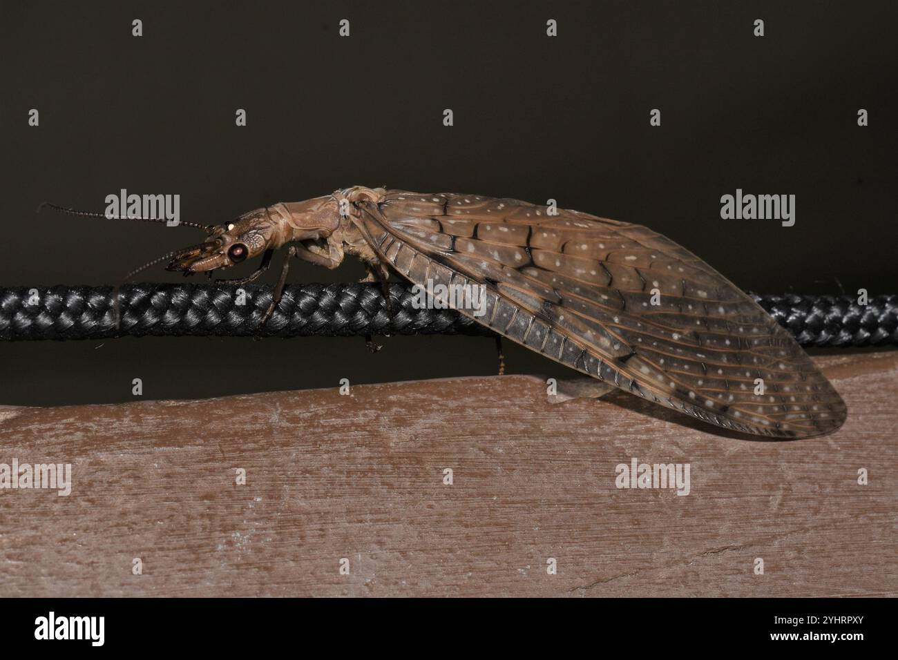 Eastern Dobsonfly (Corydalus cornutus Stock Photo - Alamy