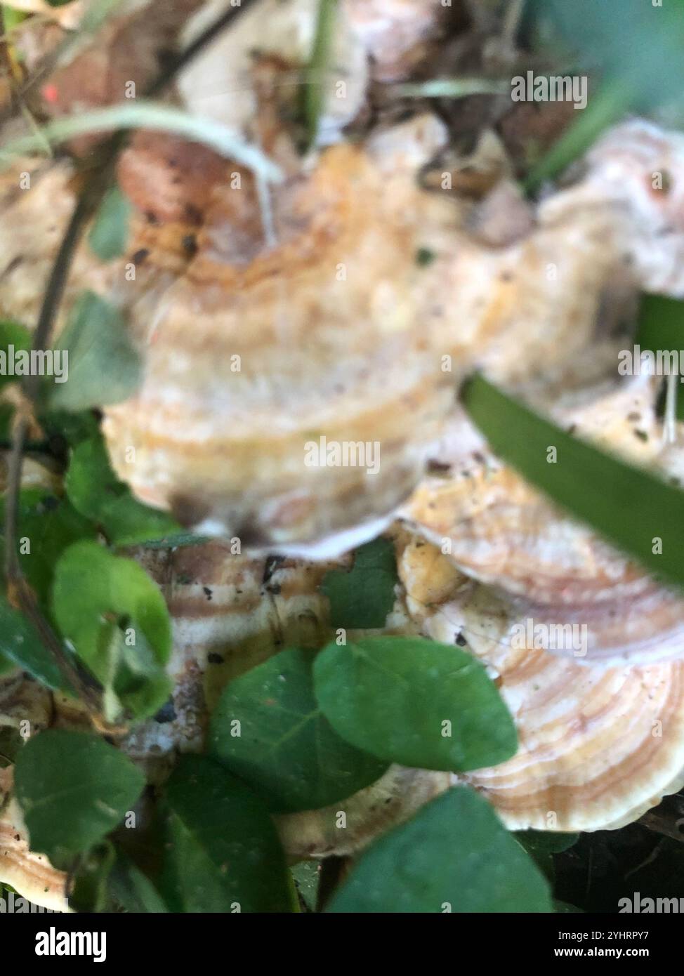 Black-staining Polypore (Meripilus sumstinei Stock Photo - Alamy