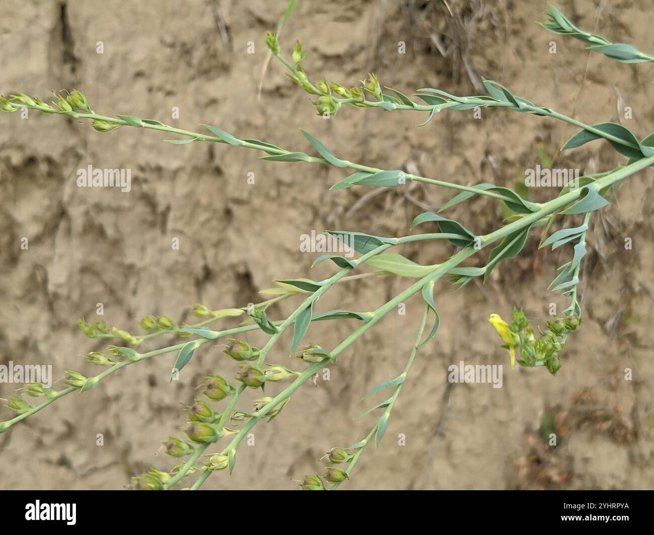 (Linaria genistifolia genistifolia Stock Photo - Alamy
