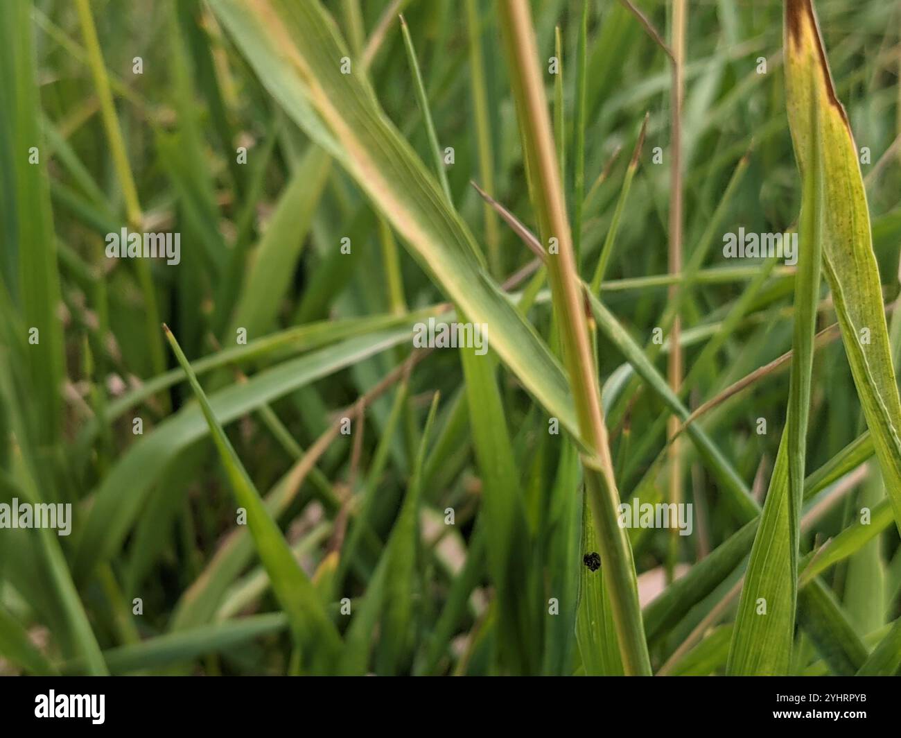 Smooth Brome (Bromus inermis Stock Photo - Alamy