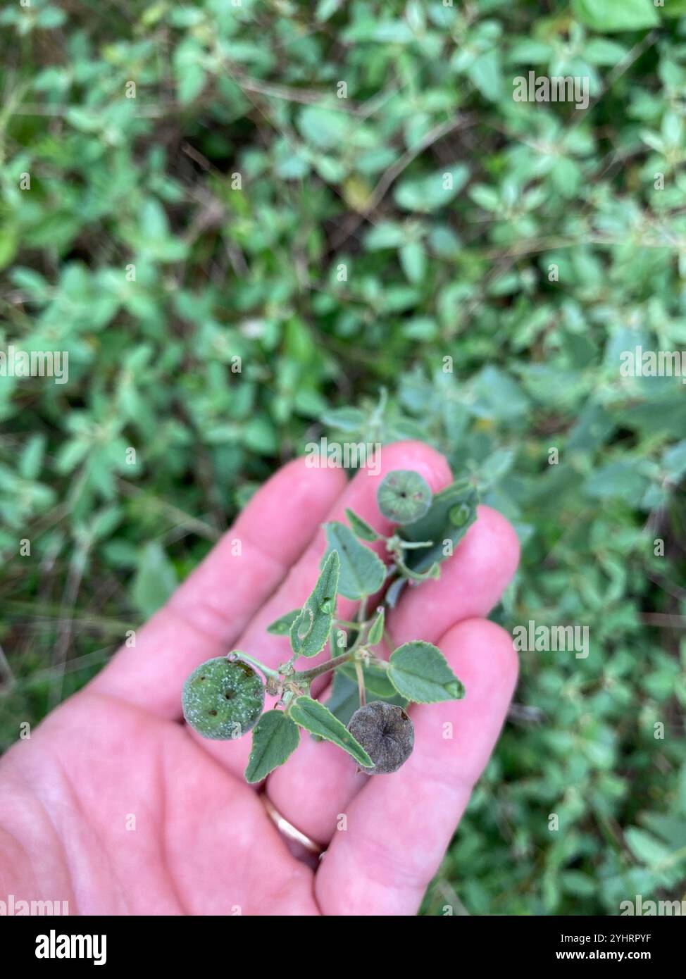 sweet Indian Mallow (Abutilon fruticosum Stock Photo - Alamy