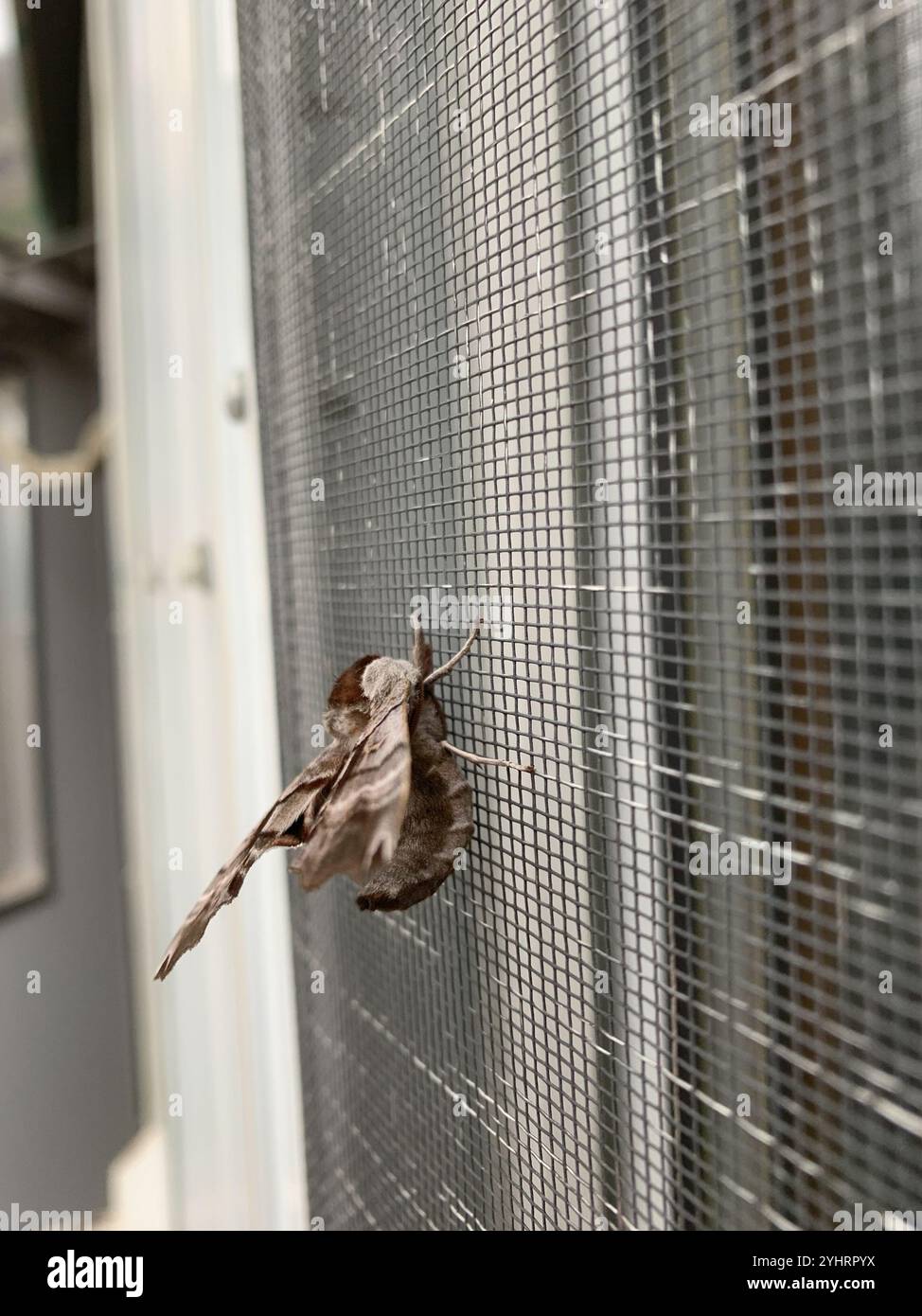 Twin-spotted Sphinx (Smerinthus jamaicensis Stock Photo - Alamy