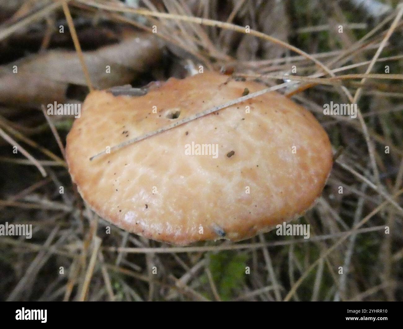 Butterball (Suillus weaverae Stock Photo - Alamy