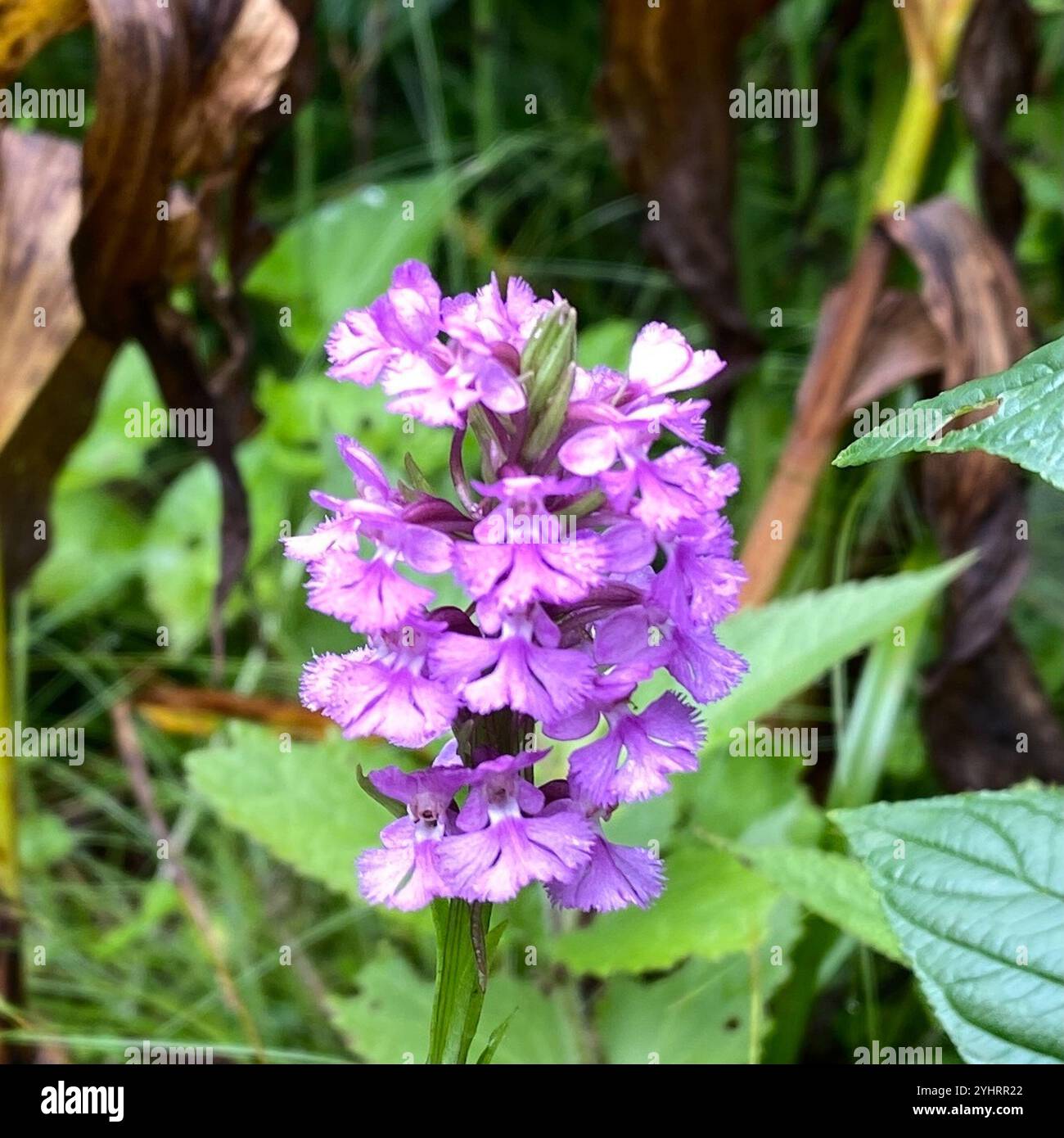 Lesser Purple Fringed Orchid (Platanthera psycodes Stock Photo - Alamy