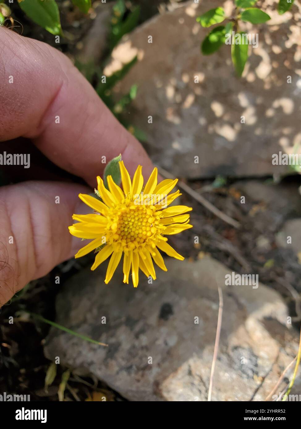 lyall's tonestus (Tonestus lyallii Stock Photo - Alamy