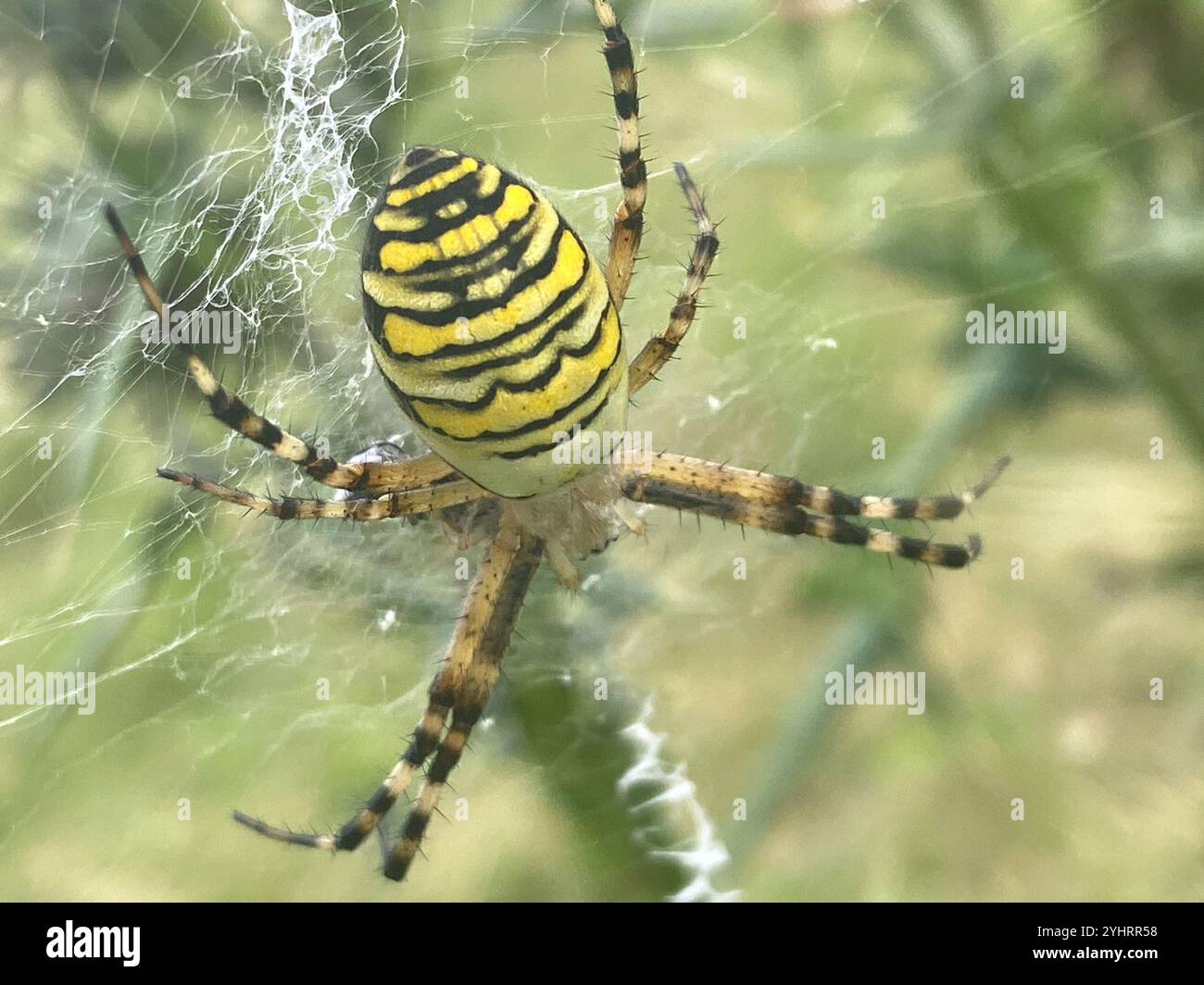 Wasp Spider (Argiope bruennichi Stock Photo - Alamy