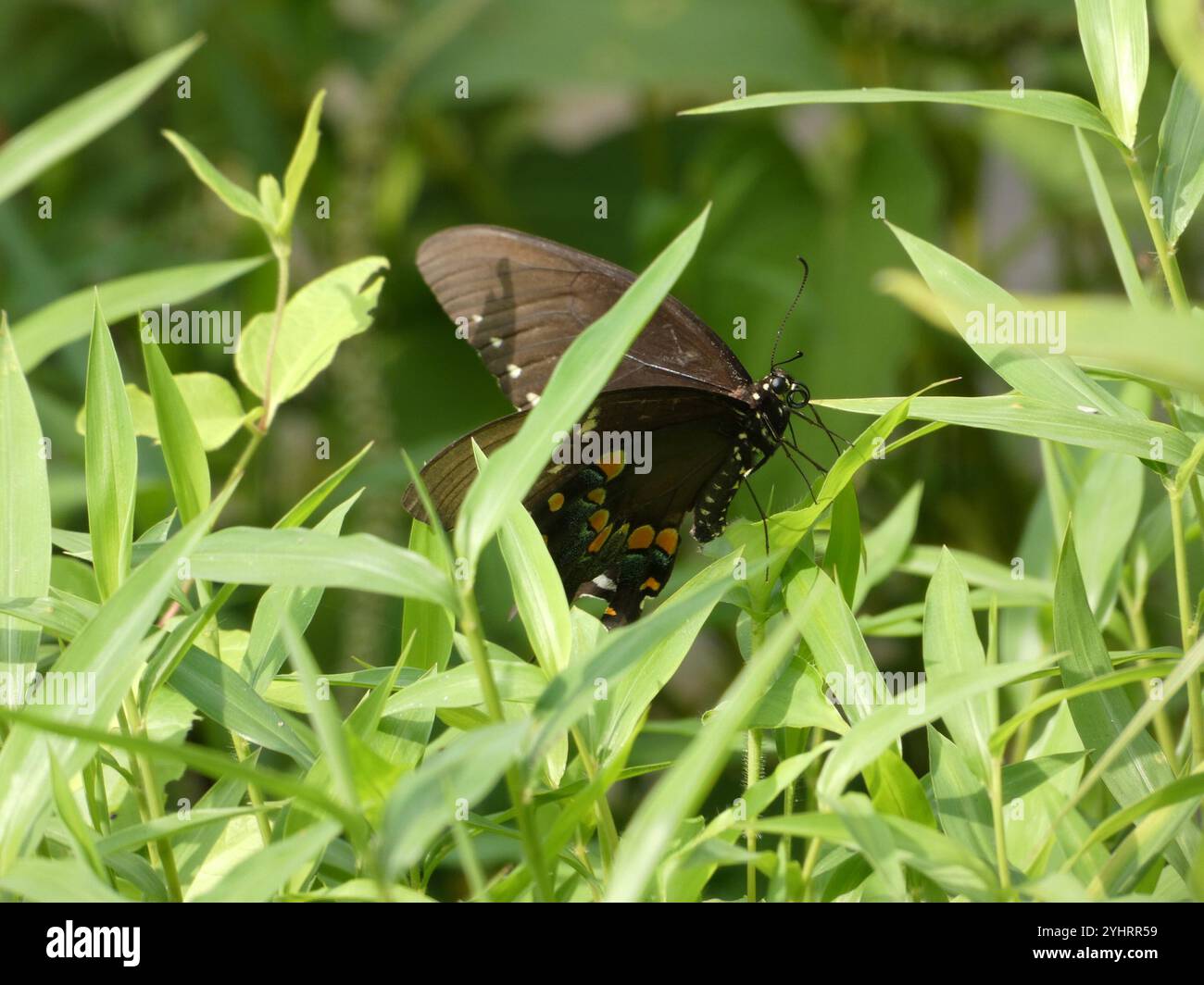 Spicebush Swallowtail (Papilio troilus Stock Photo - Alamy