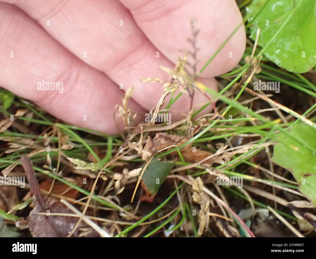 Catapodium marinum hi-res stock photography and images - Alamy