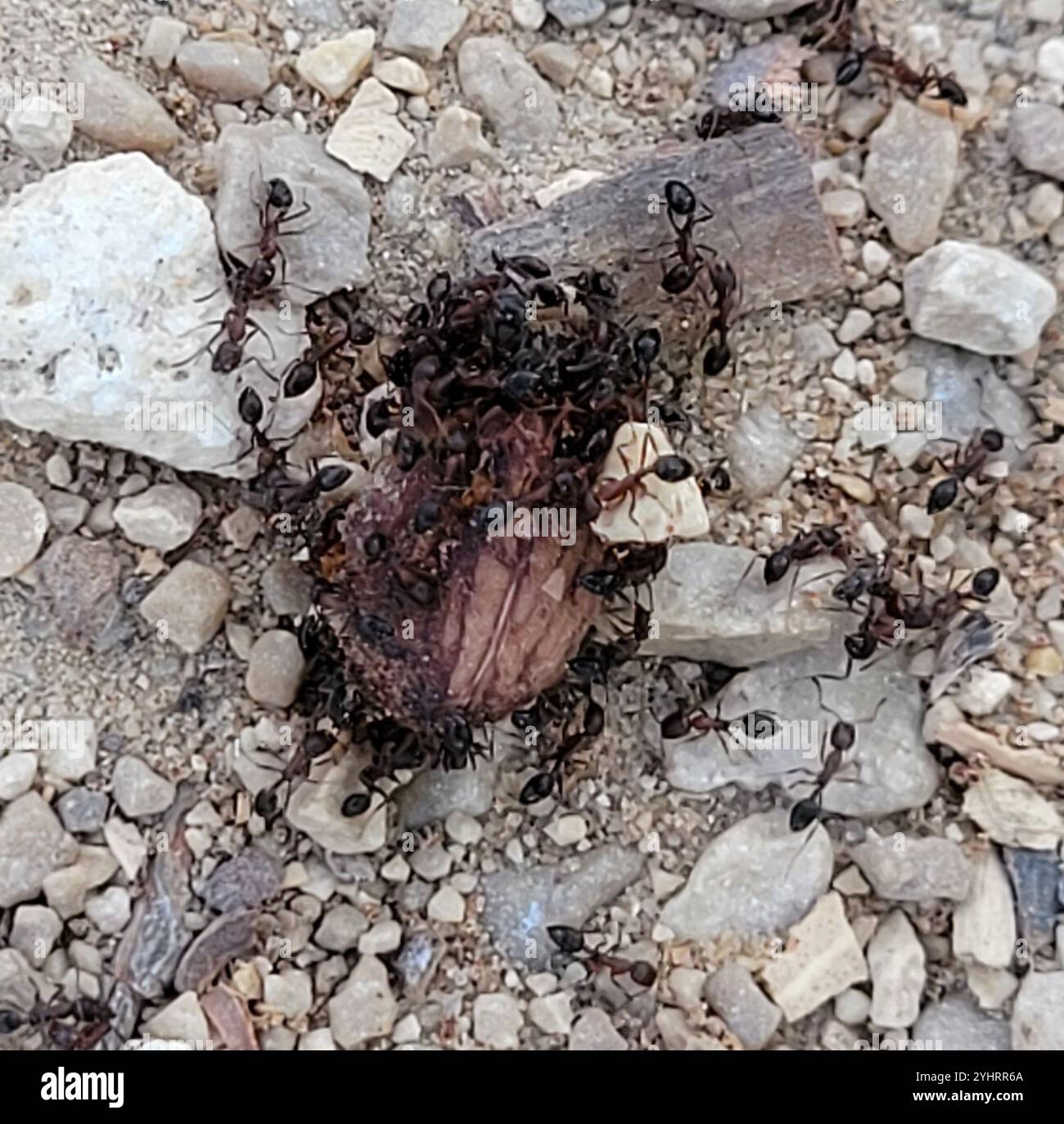 Timid ants hi-res stock photography and images - Alamy