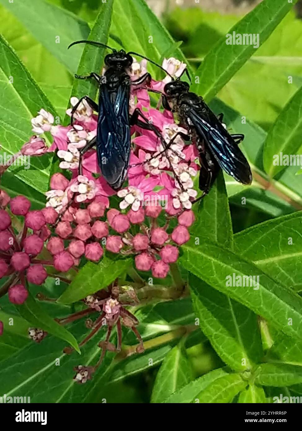 Great Black Digger Wasp (Sphex pensylvanicus Stock Photo - Alamy
