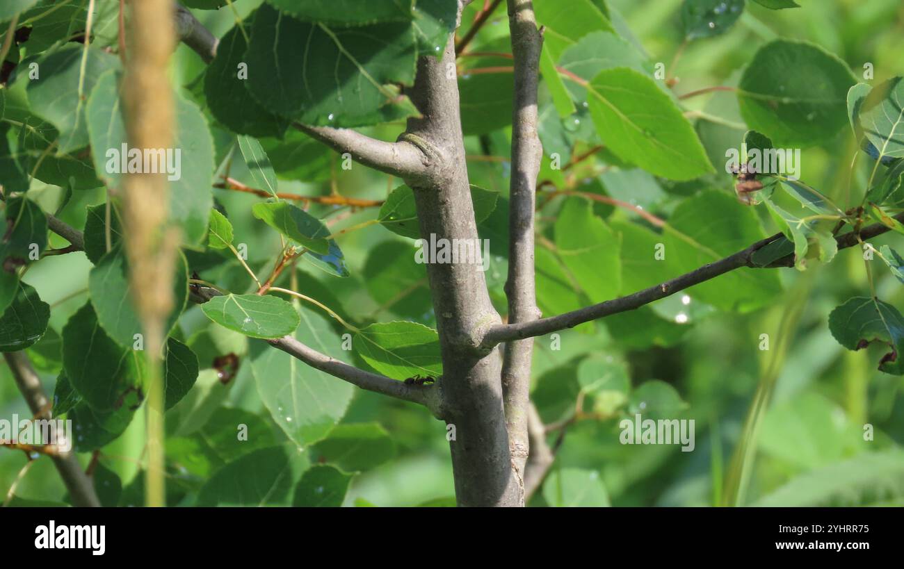 trembling aspen (Populus tremuloides Stock Photo - Alamy