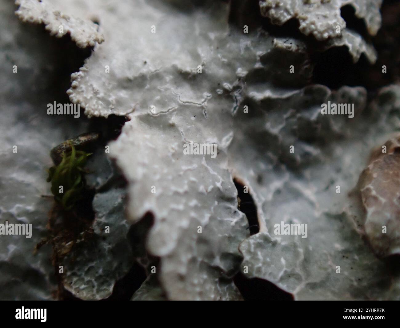 common lichens (Lecanoromycetes Stock Photo - Alamy