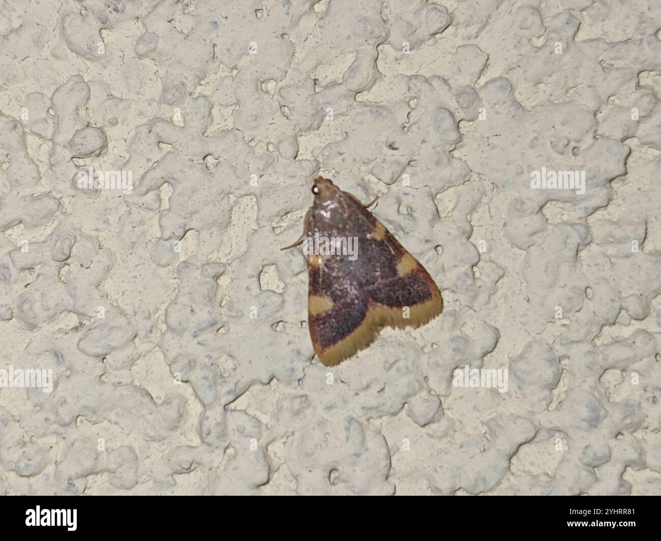 Clover Hayworm Moth (Hypsopygia costalis Stock Photo - Alamy