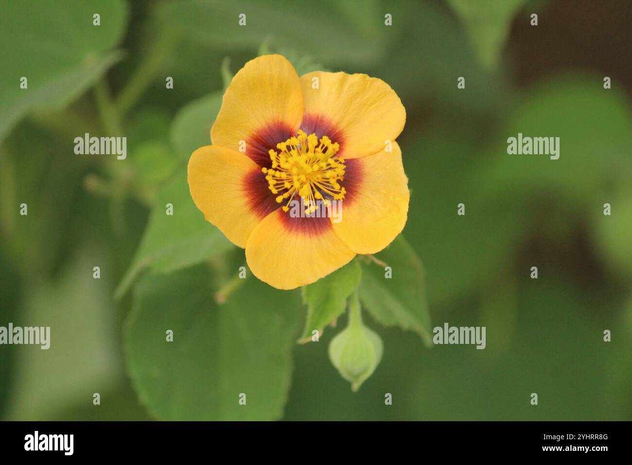 Indian mallows (Abutilon Stock Photo - Alamy