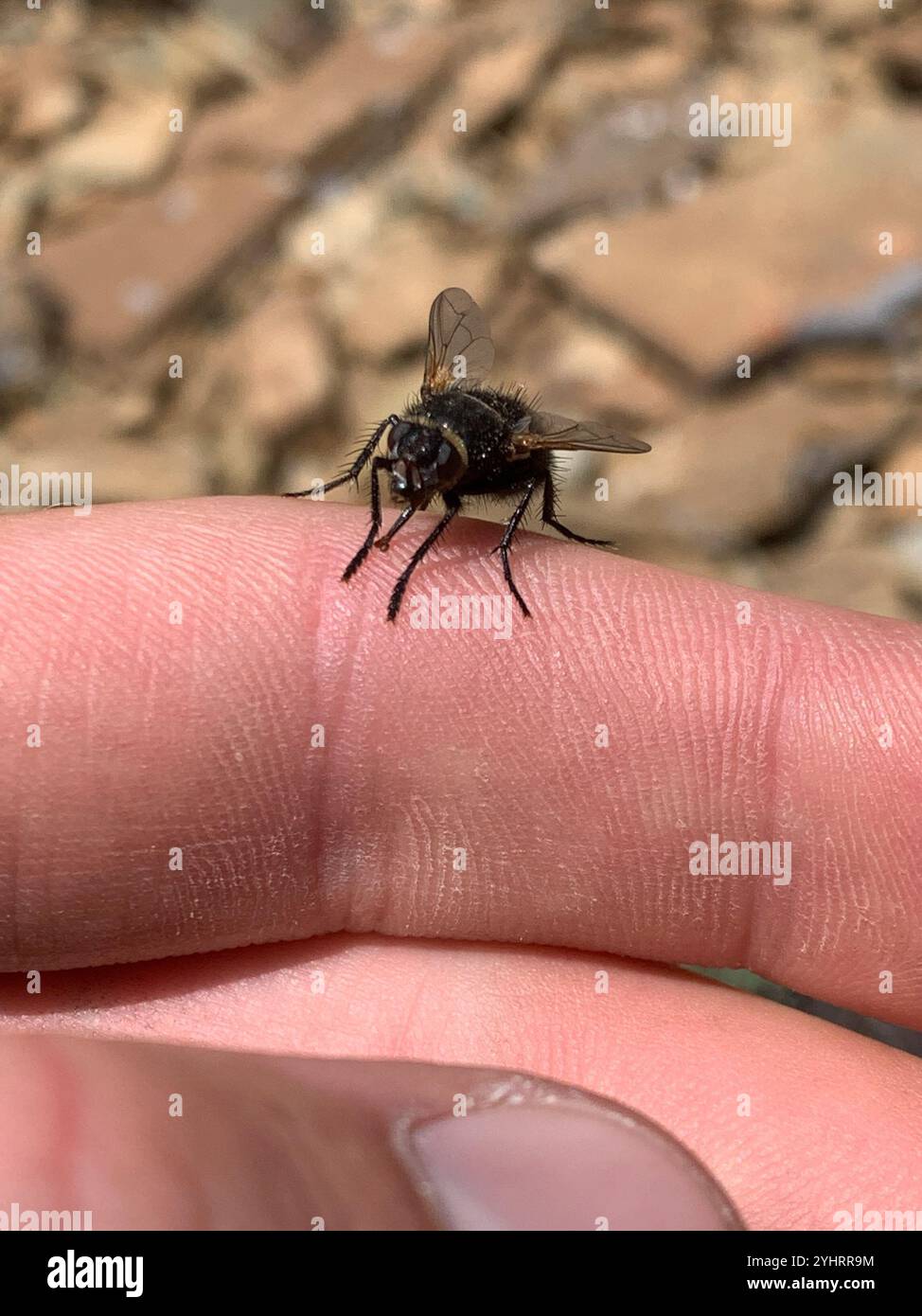 Archytas hi-res stock photography and images - Alamy