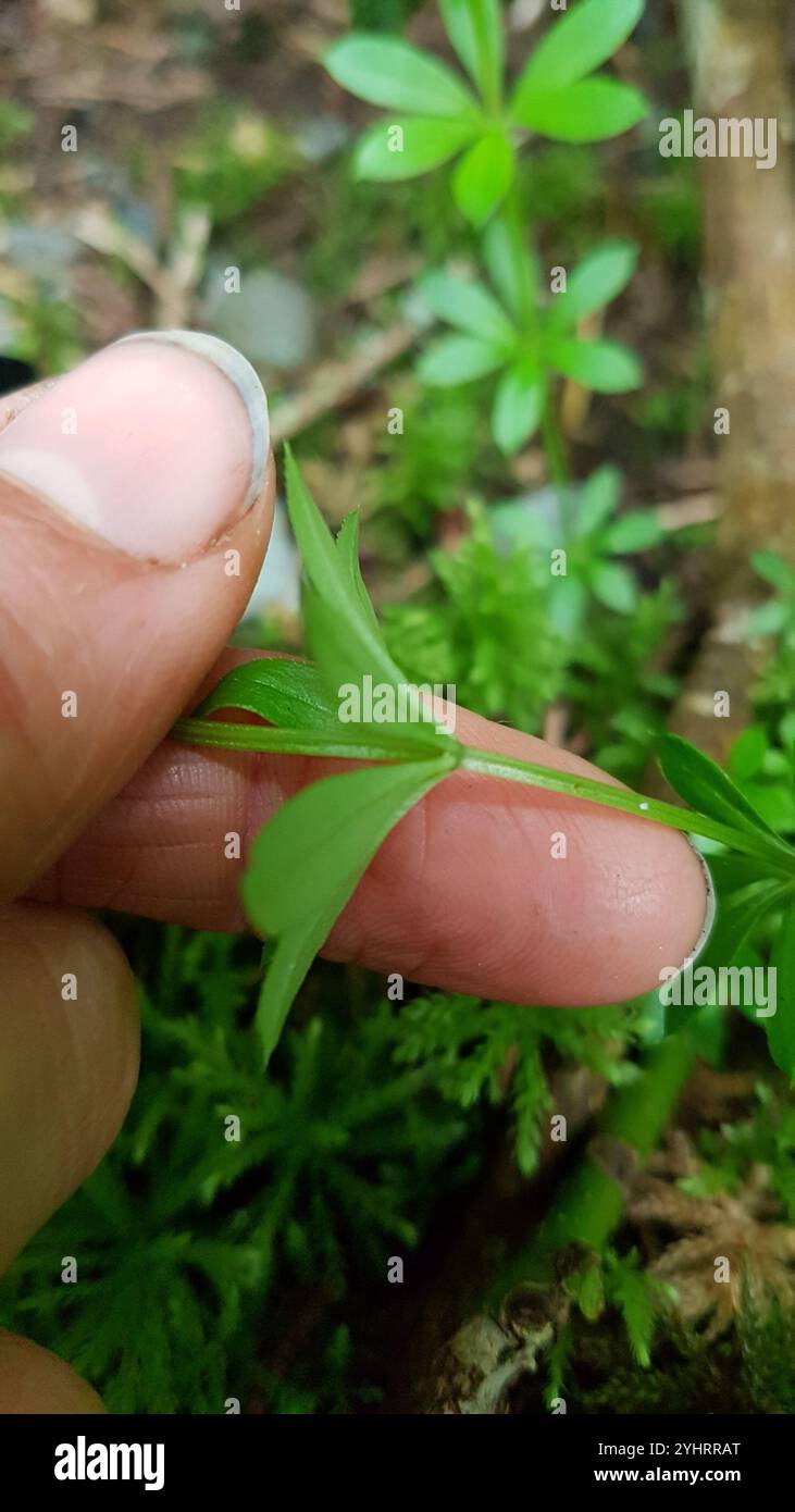 fragrant bedstraw (Galium triflorum Stock Photo - Alamy