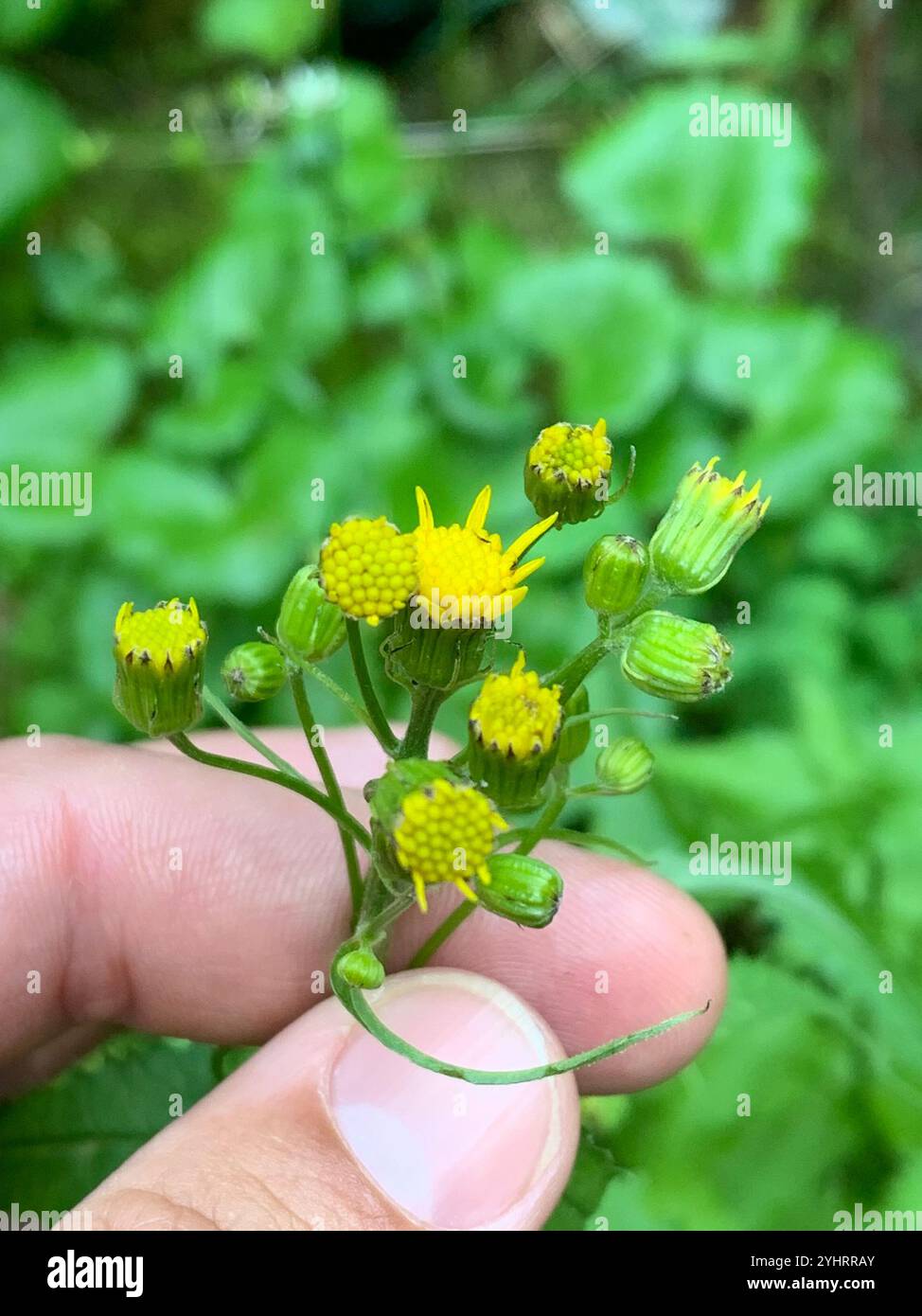 Arrowleaf Senecio (Senecio triangularis Stock Photo - Alamy