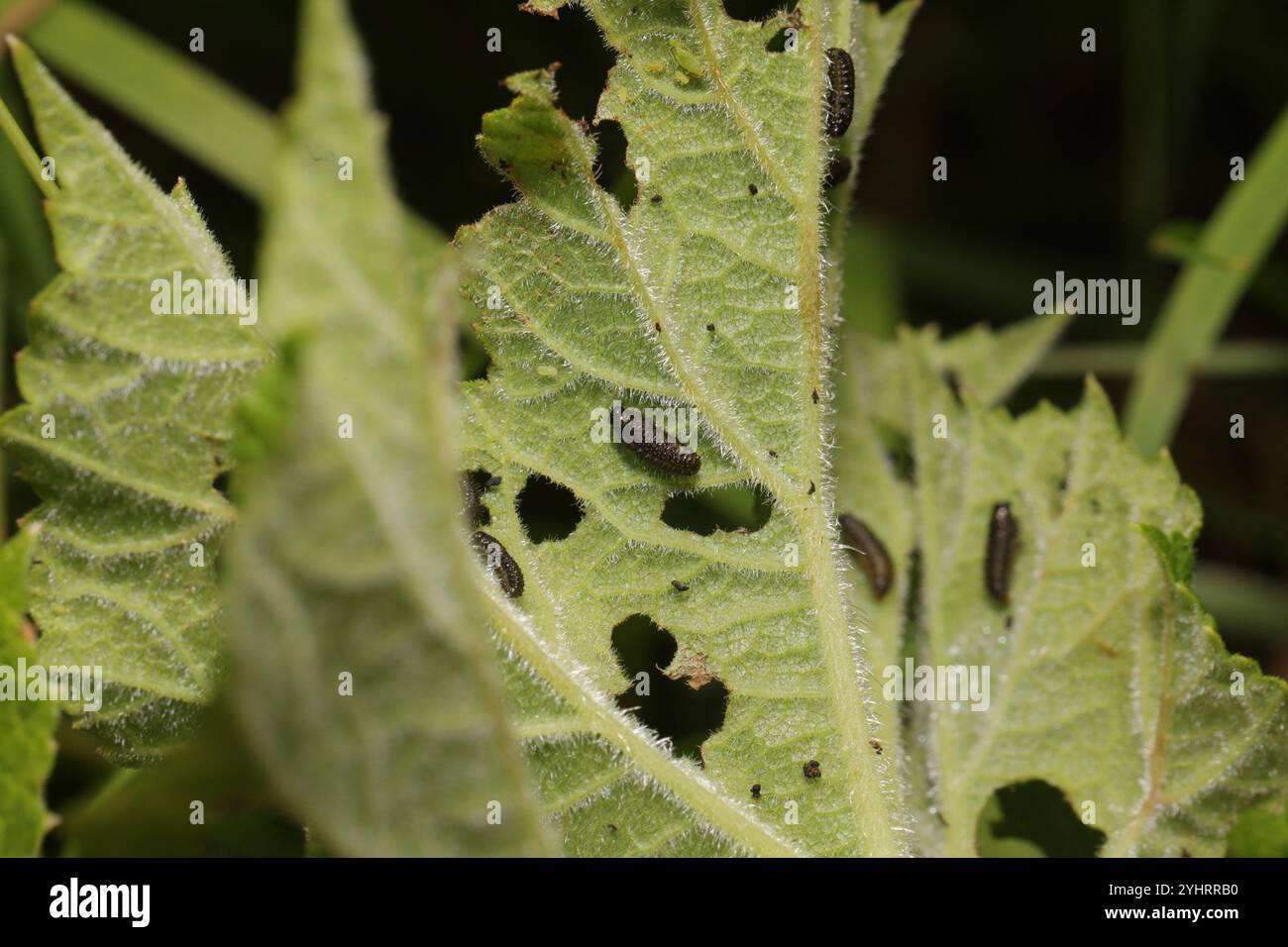 Celery leaf beetle (Phaedon tumidulus Stock Photo - Alamy