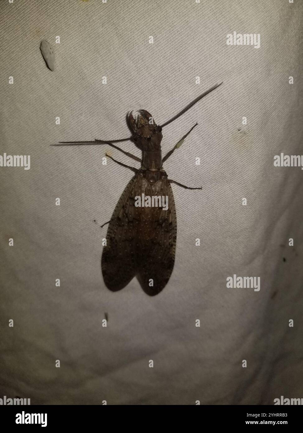 Eastern Dobsonfly (Corydalus cornutus Stock Photo - Alamy