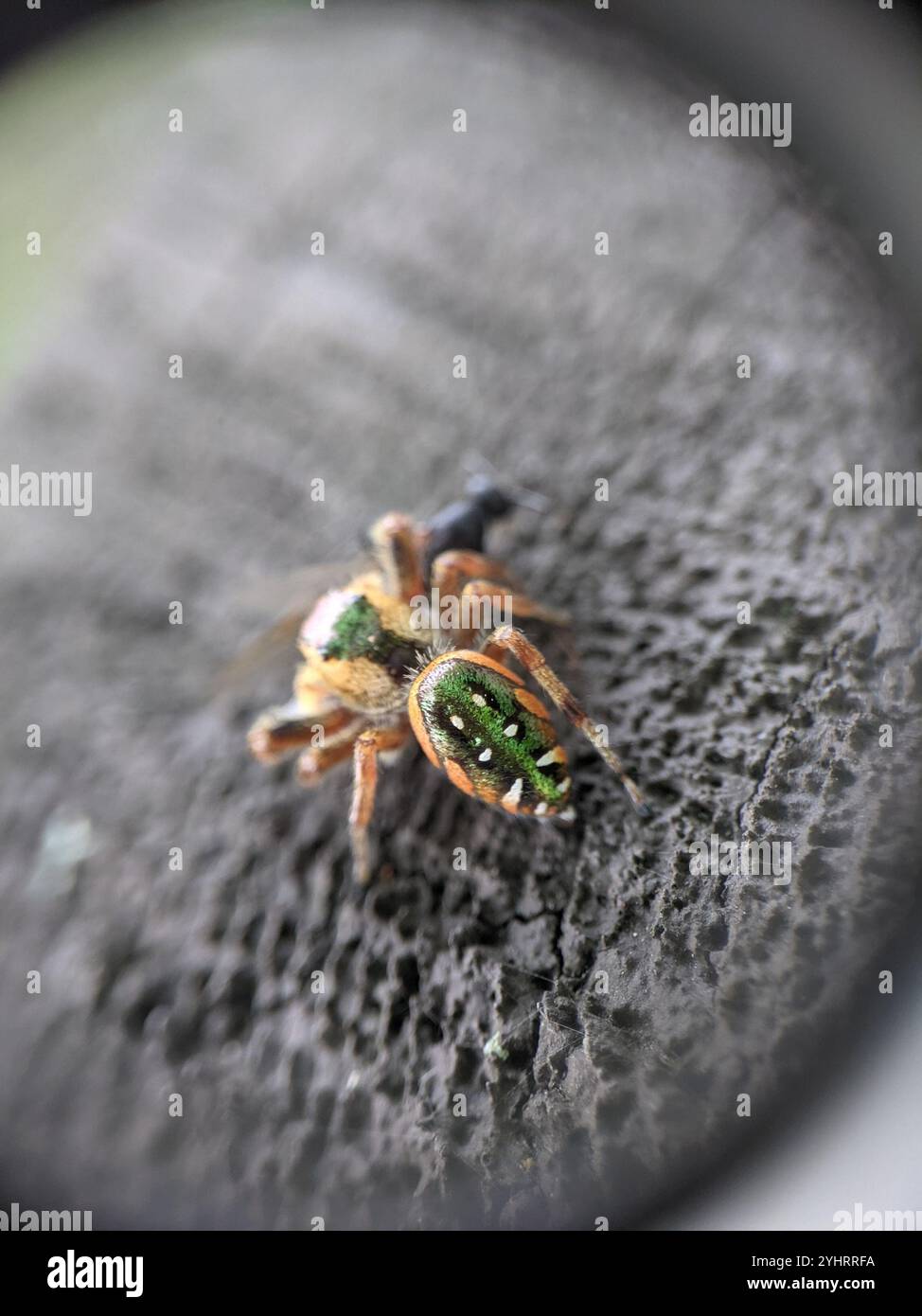 Golden Jumping Spider (Paraphidippus aurantius Stock Photo - Alamy