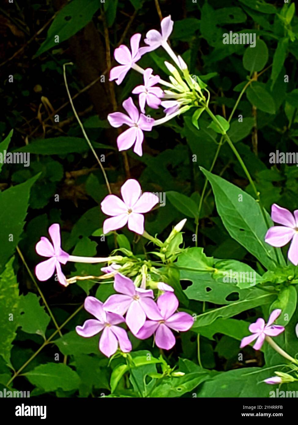 fall phlox (Phlox paniculata Stock Photo - Alamy