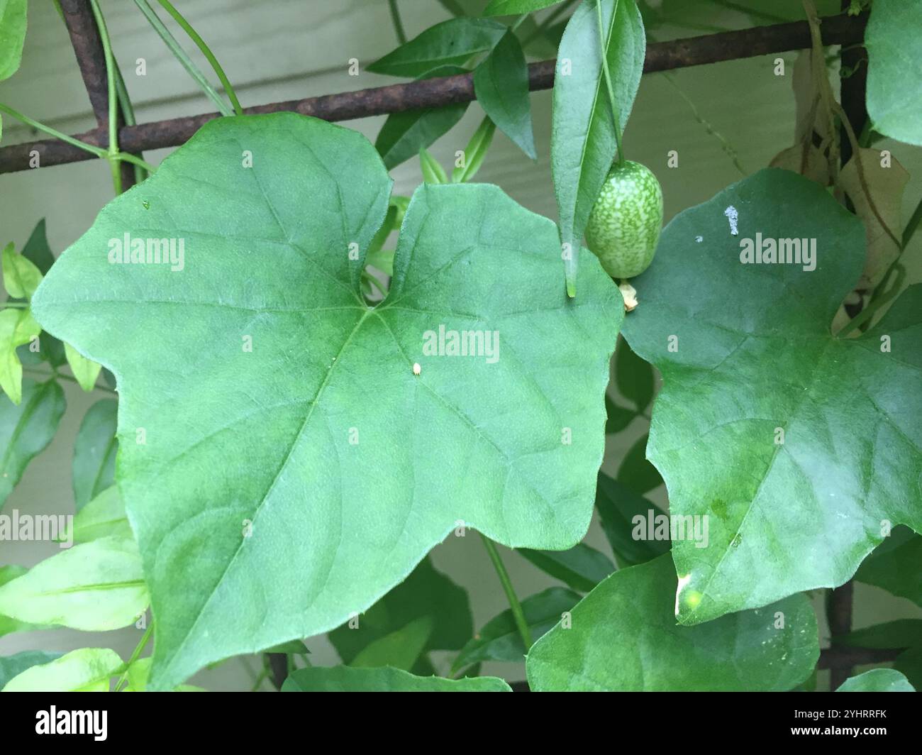 creeping cucumber (Melothria pendula Stock Photo - Alamy