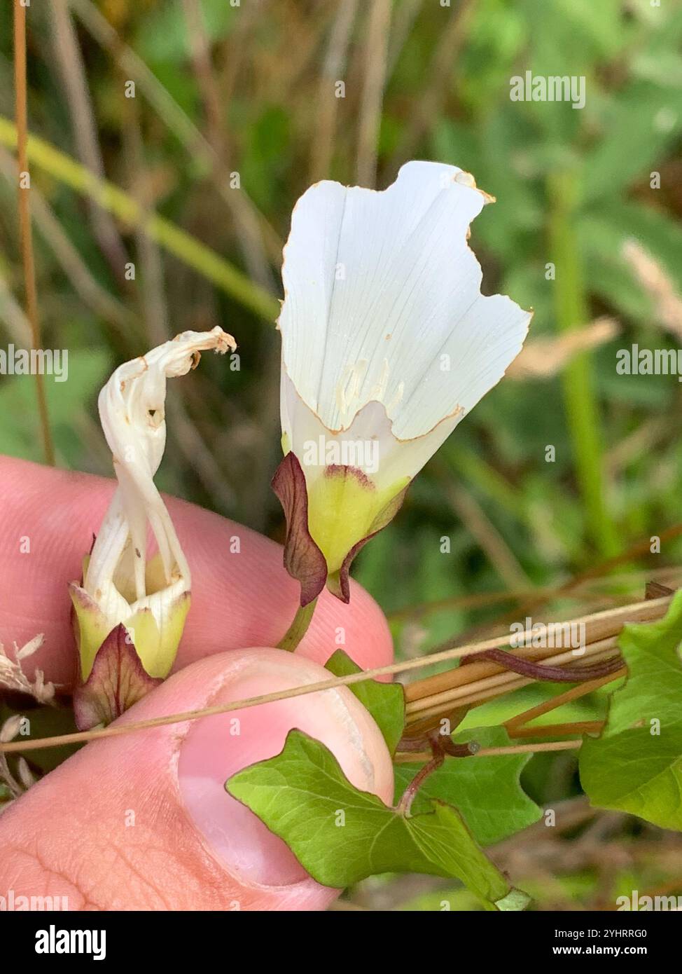 creeping hedge bindweed (Calystegia sepium angulata Stock Photo - Alamy