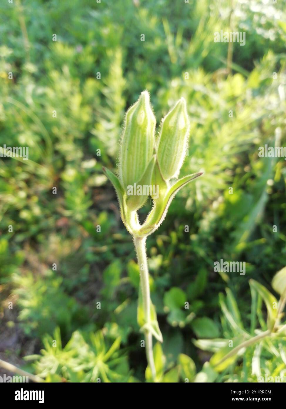 evening lychnis (Silene latifolia alba Stock Photo - Alamy