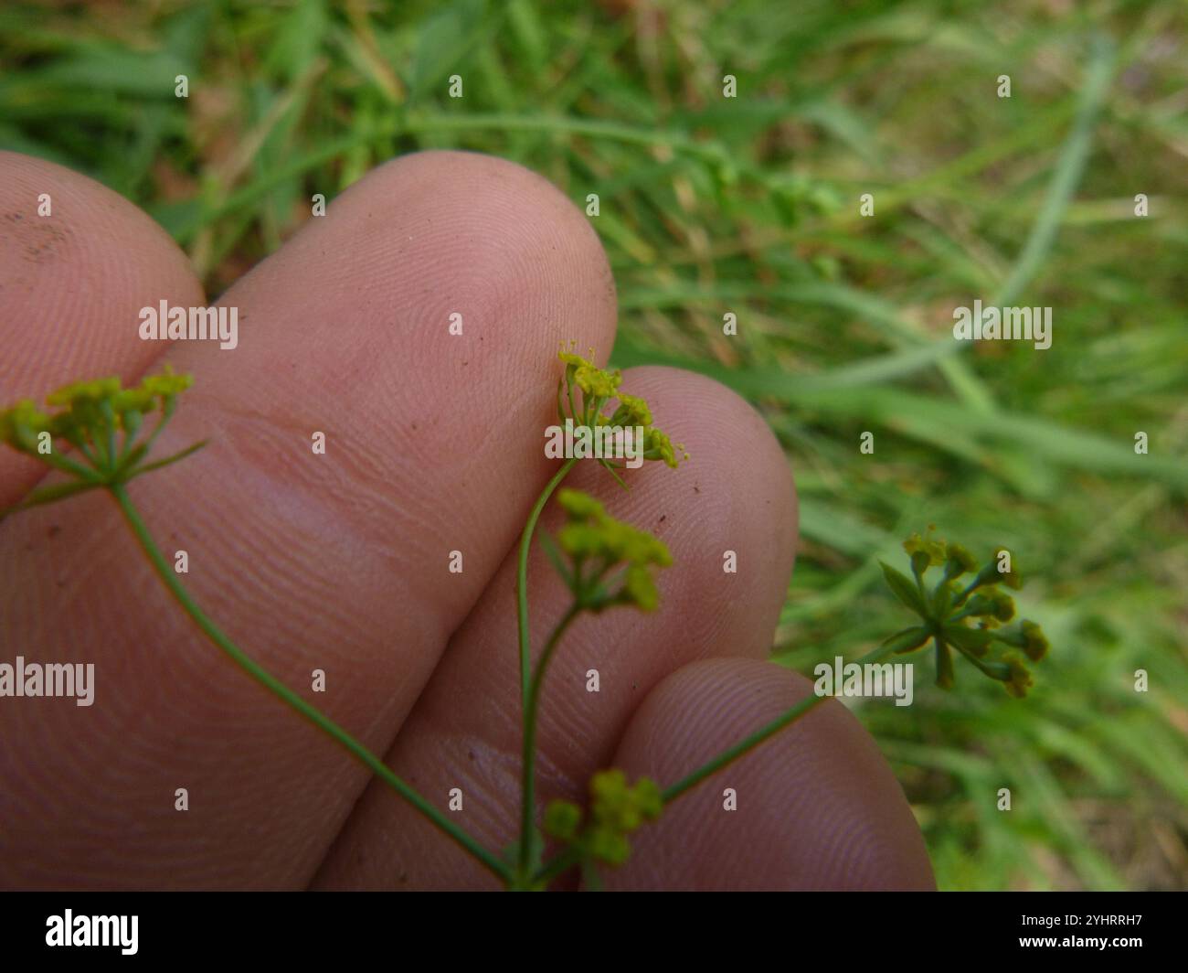 Sickle-leaved Hare's-ear (Bupleurum falcatum Stock Photo - Alamy