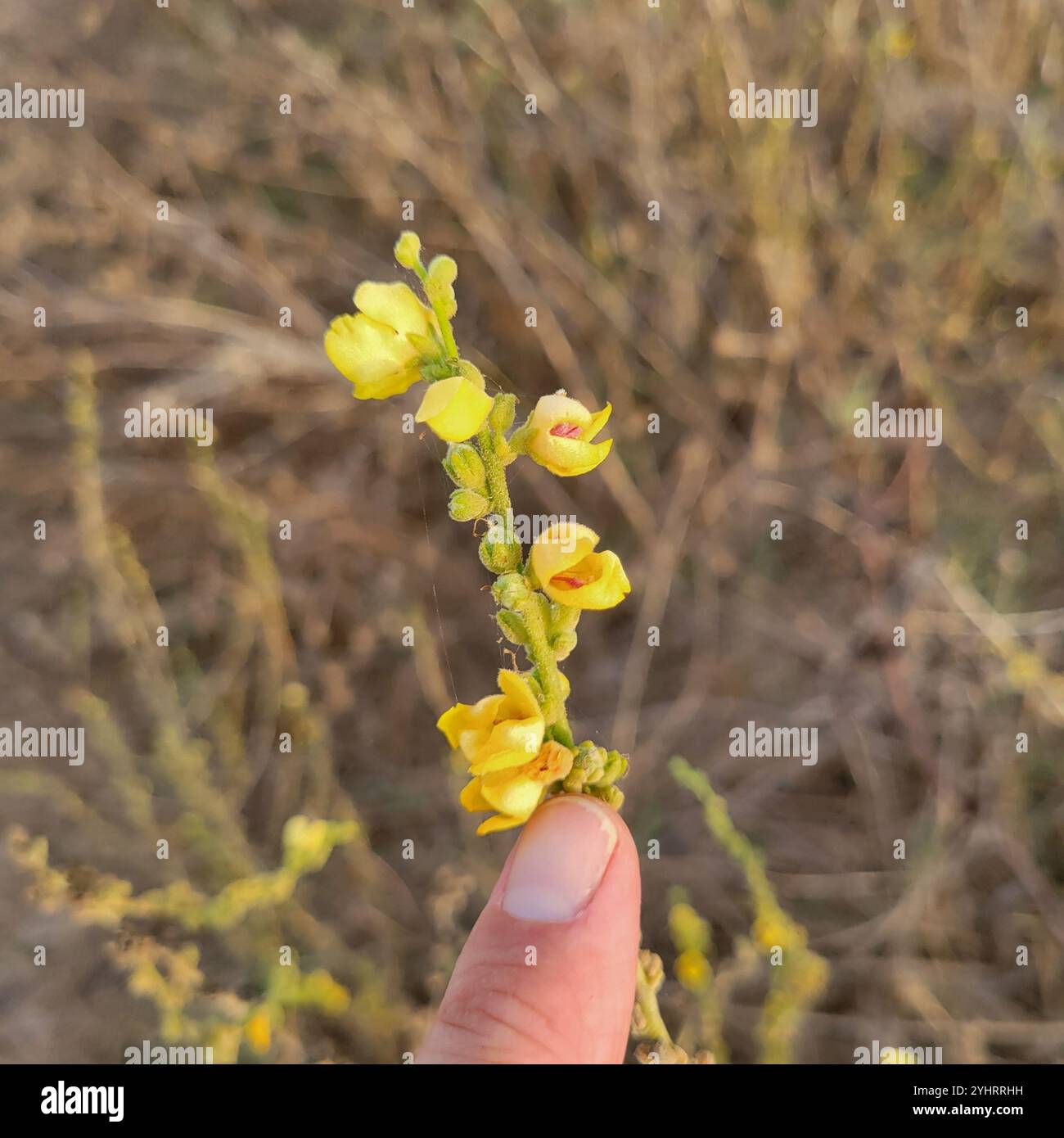 Wavyleaf mullein hi-res stock photography and images - Alamy