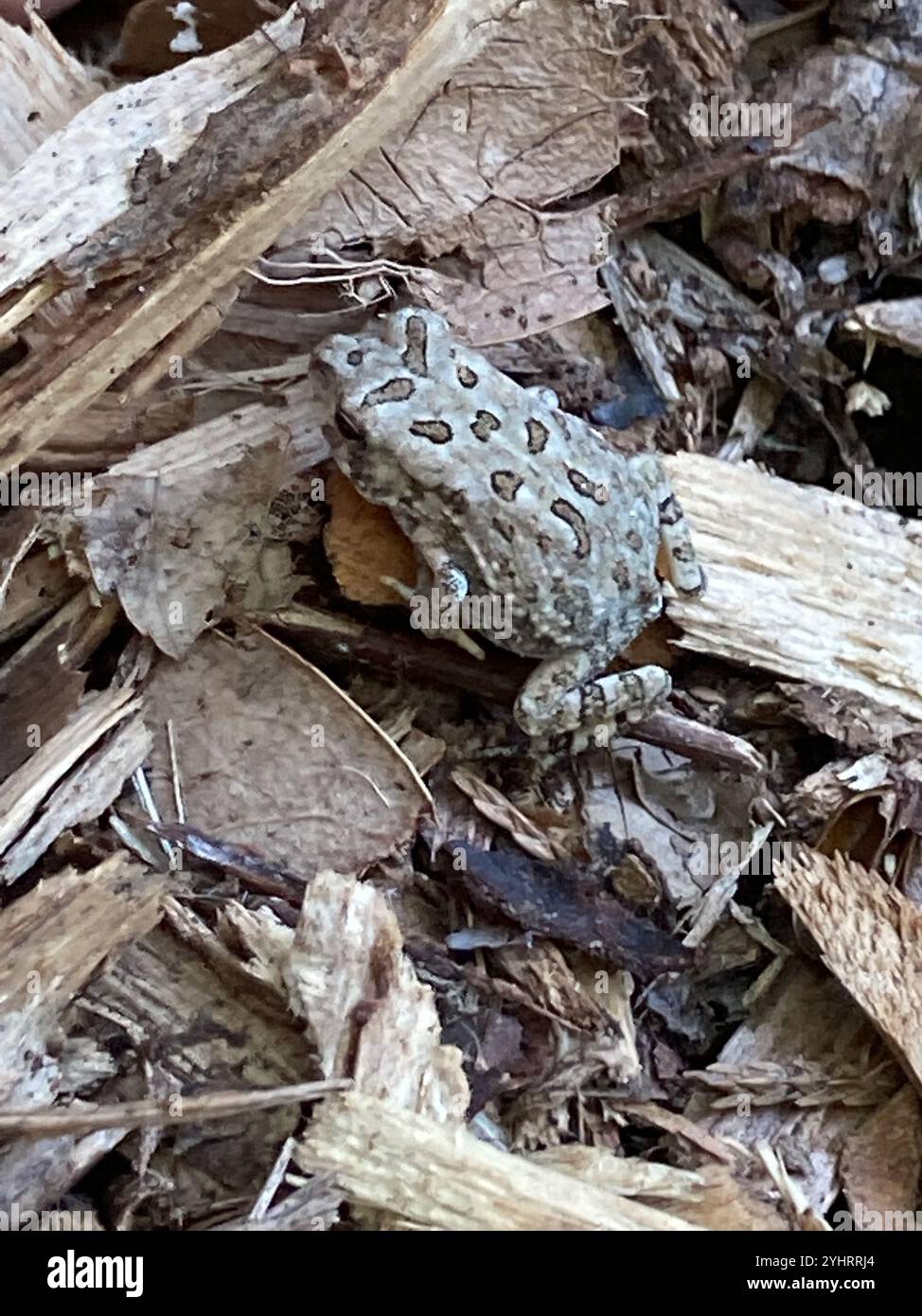 Fowler's Toad (Anaxyrus fowleri Stock Photo - Alamy