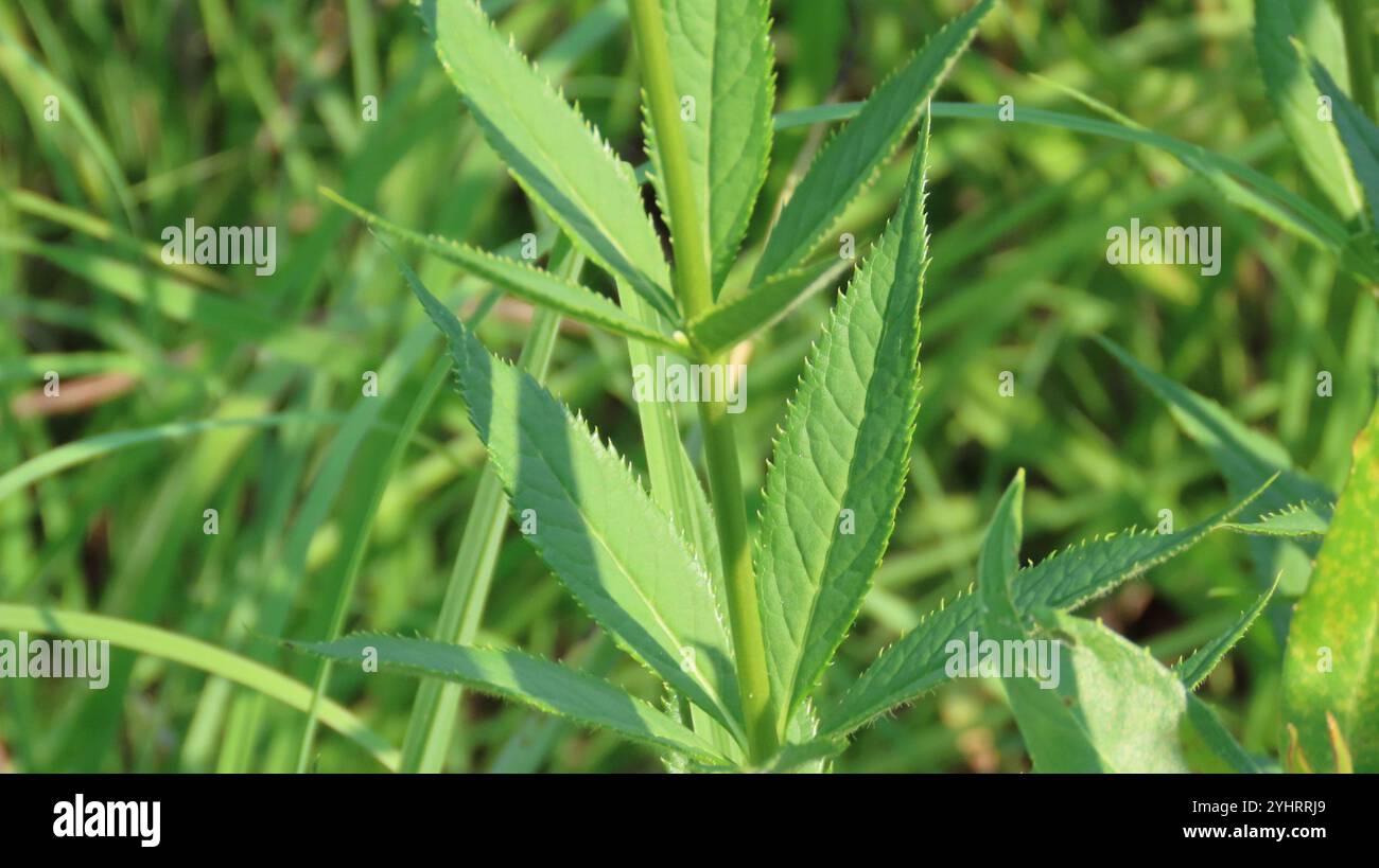 Culver's root (Veronicastrum virginicum Stock Photo - Alamy