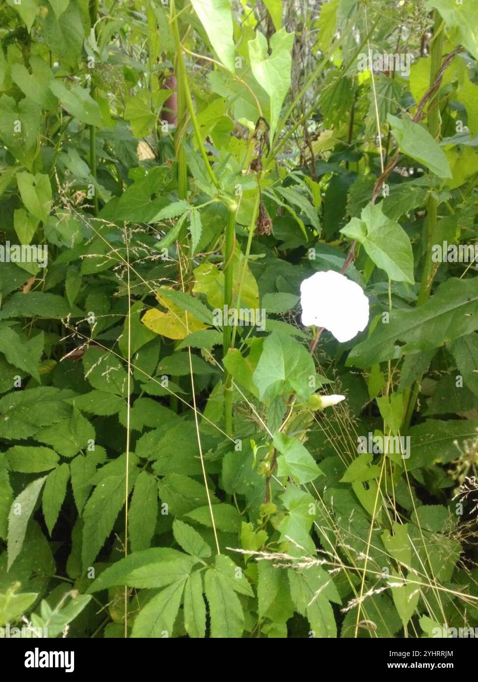 hedge bindweed (Calystegia sepium Stock Photo - Alamy