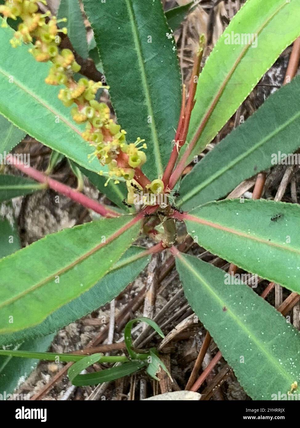 Queen's Delight (Stillingia sylvatica Stock Photo - Alamy
