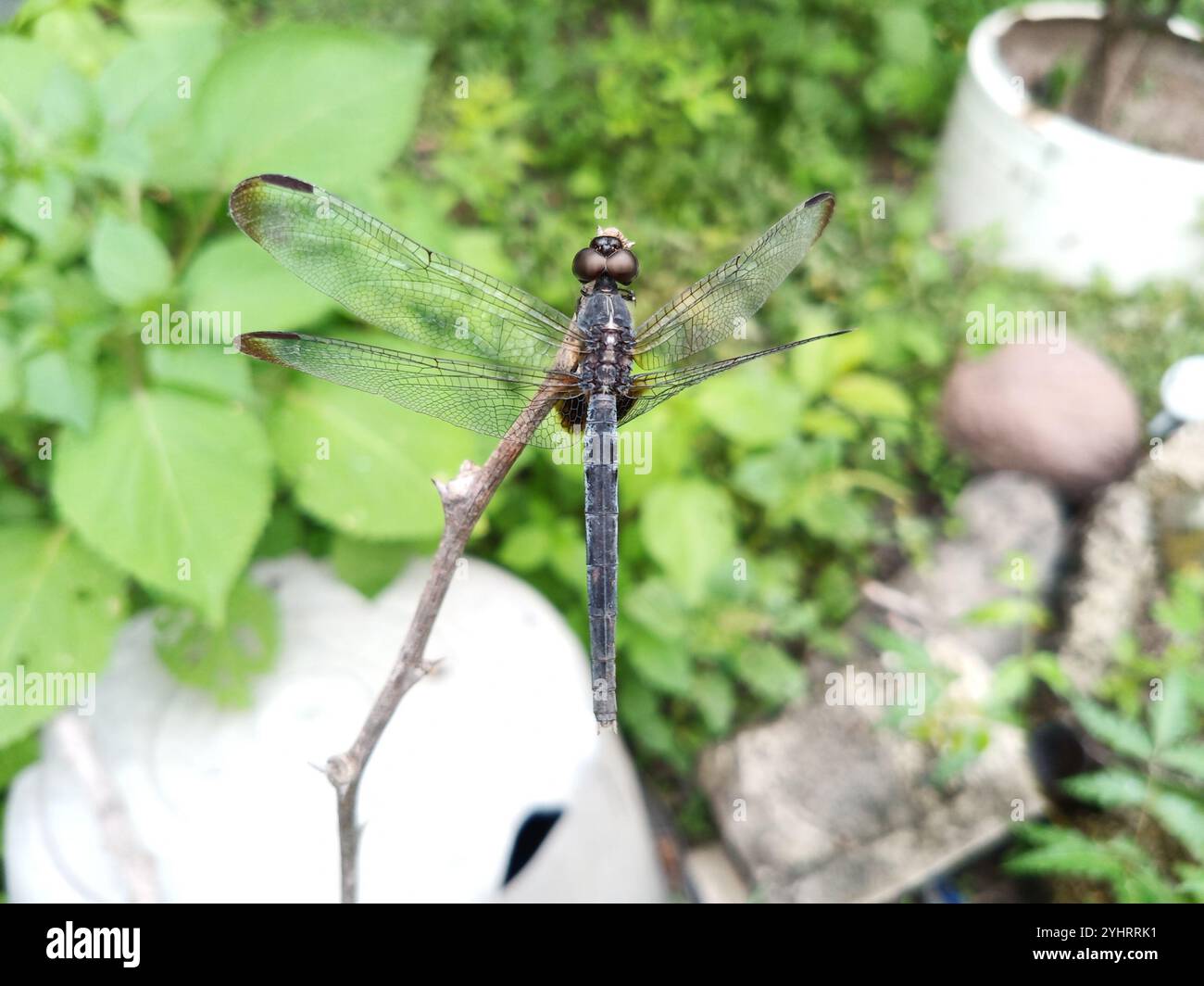 Black-winged Dragonlet (Erythrodiplax funerea Stock Photo - Alamy