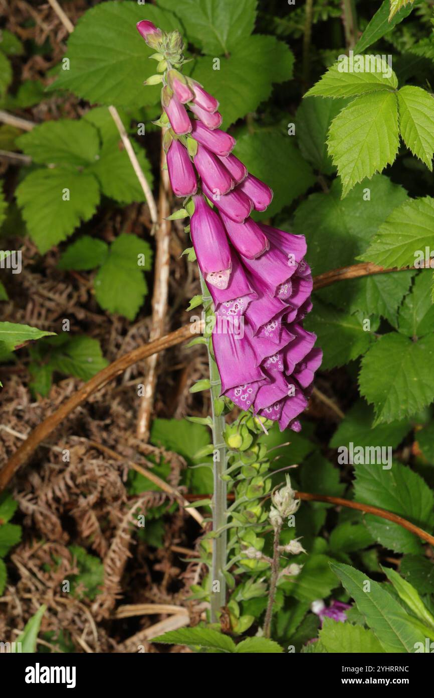 purple foxglove (Digitalis purpurea Stock Photo - Alamy