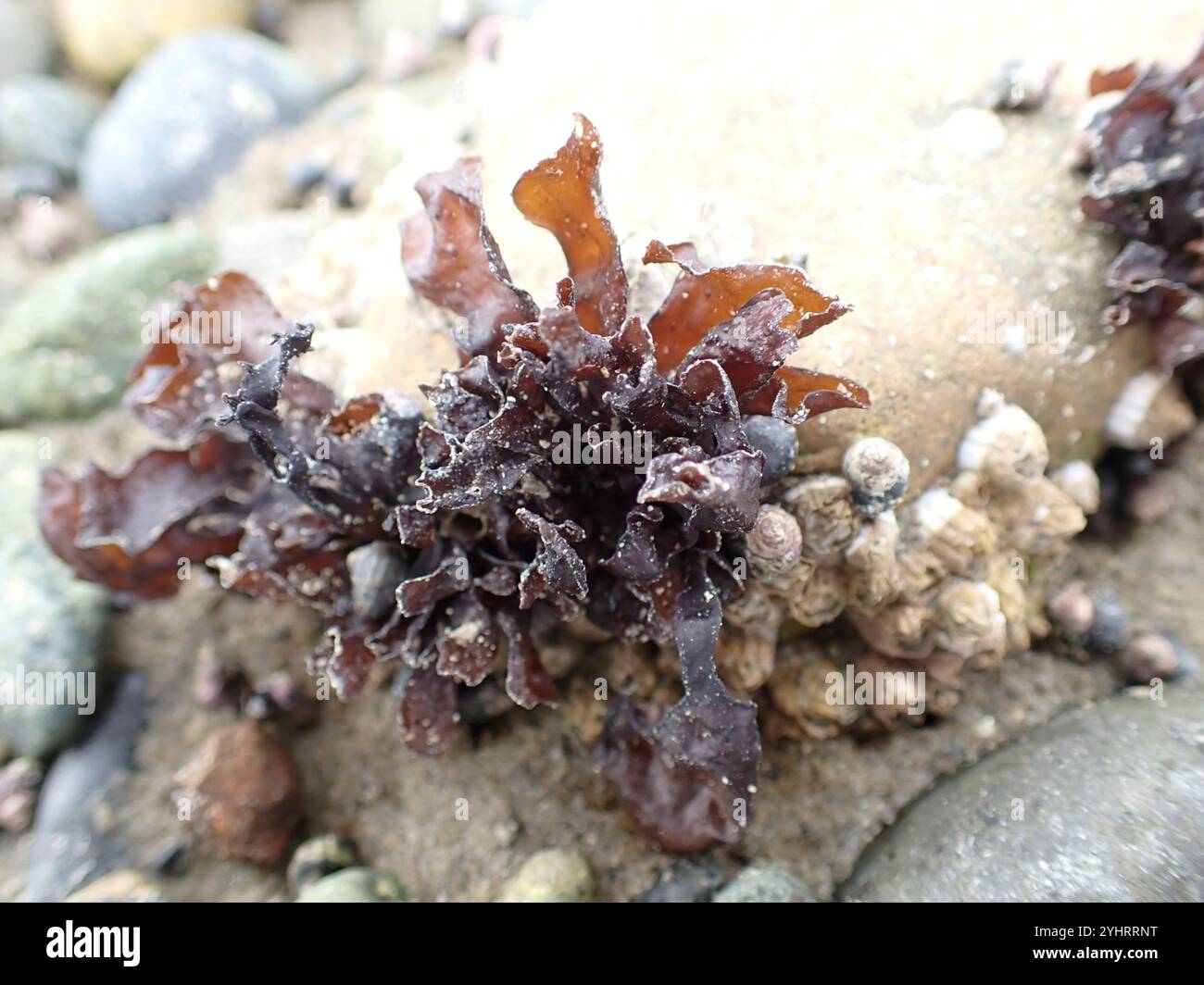 encrusting red algae (Mastocarpus Stock Photo - Alamy