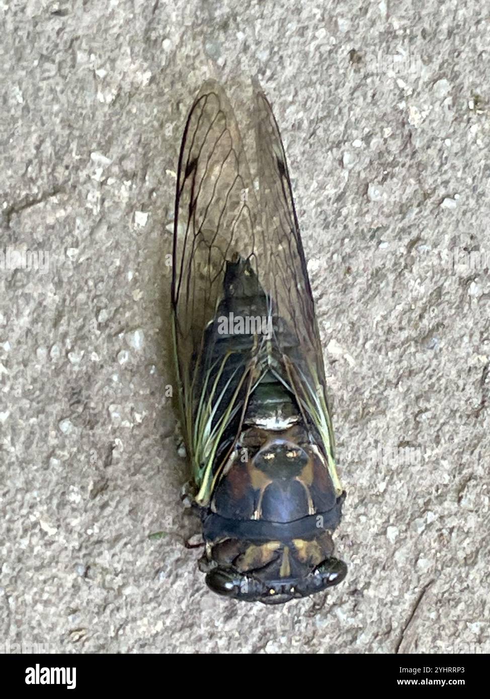 Neotibicen lyricen hi-res stock photography and images - Alamy