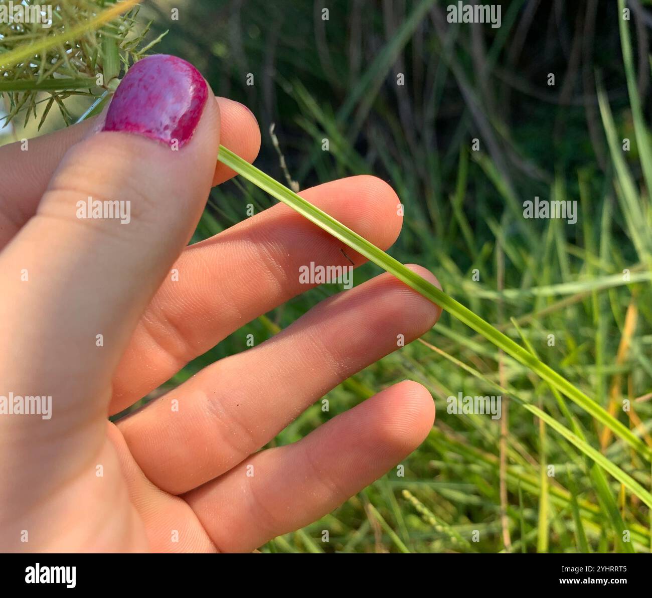 Fragrant flatsedge (Cyperus odoratus Stock Photo - Alamy