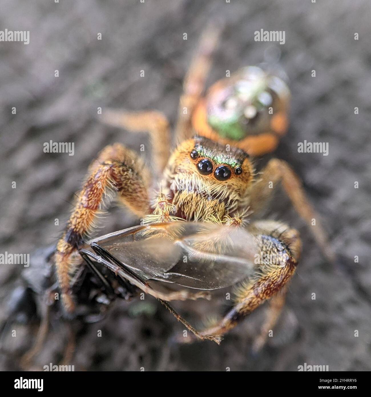 Golden Jumping Spider (Paraphidippus aurantius Stock Photo - Alamy