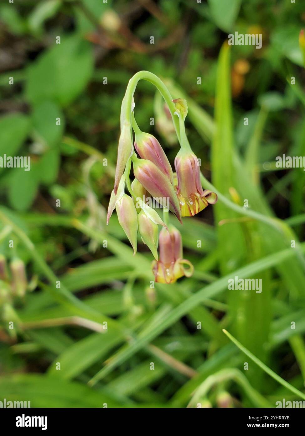 bronze-bells (Anticlea occidentalis Stock Photo - Alamy