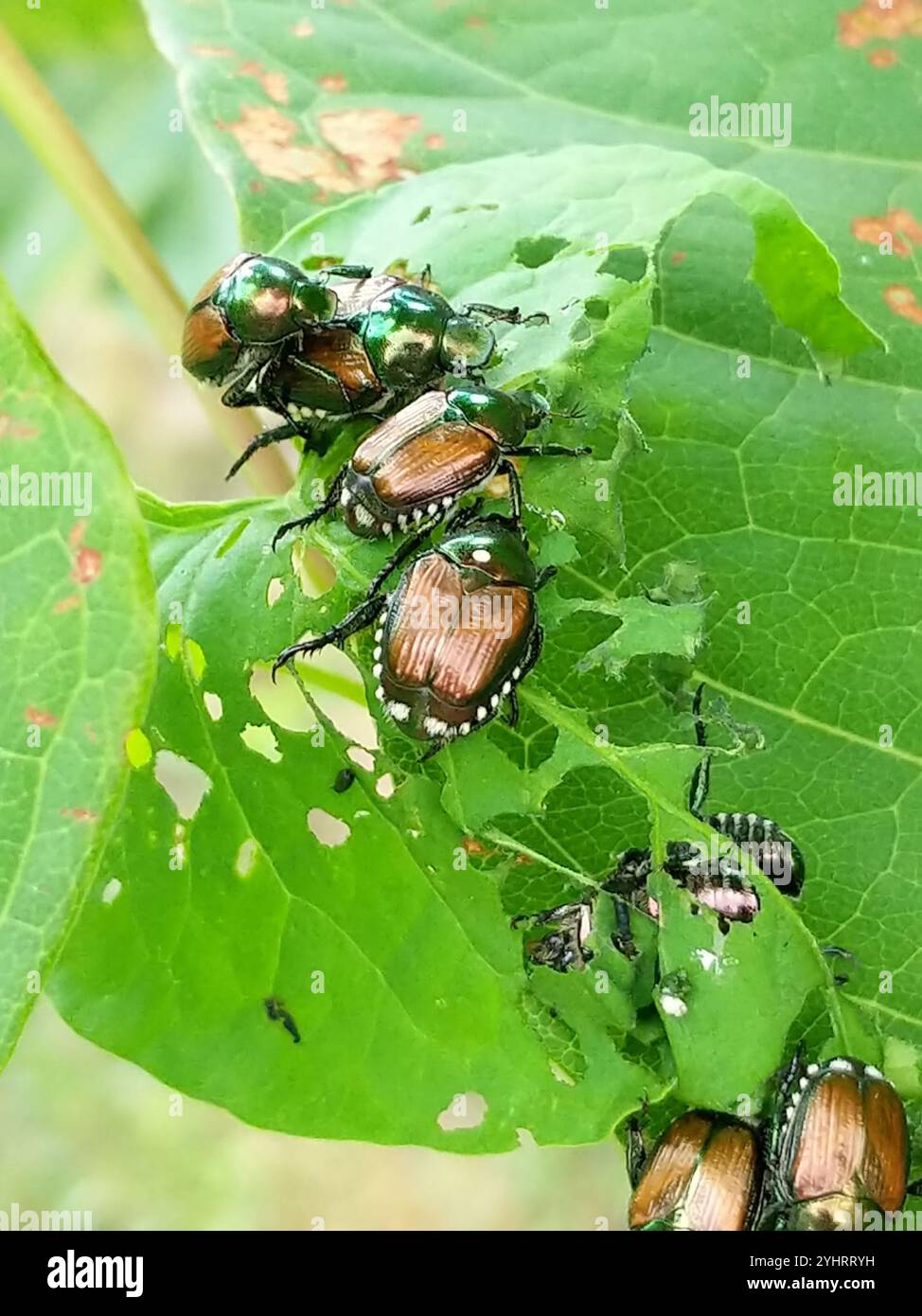 Winsome Fly (Istocheta aldrichi Stock Photo - Alamy