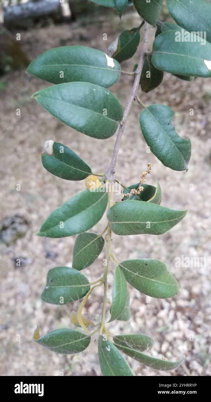Canyon oak quercus chrysolepis hi-res stock photography and images - Alamy